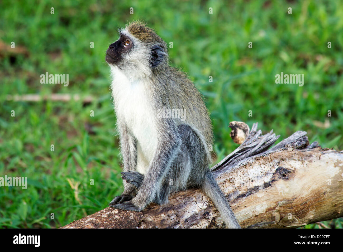 Velvet monkey, Tarangire National park, Tanzania, Africa Stock Photo ...