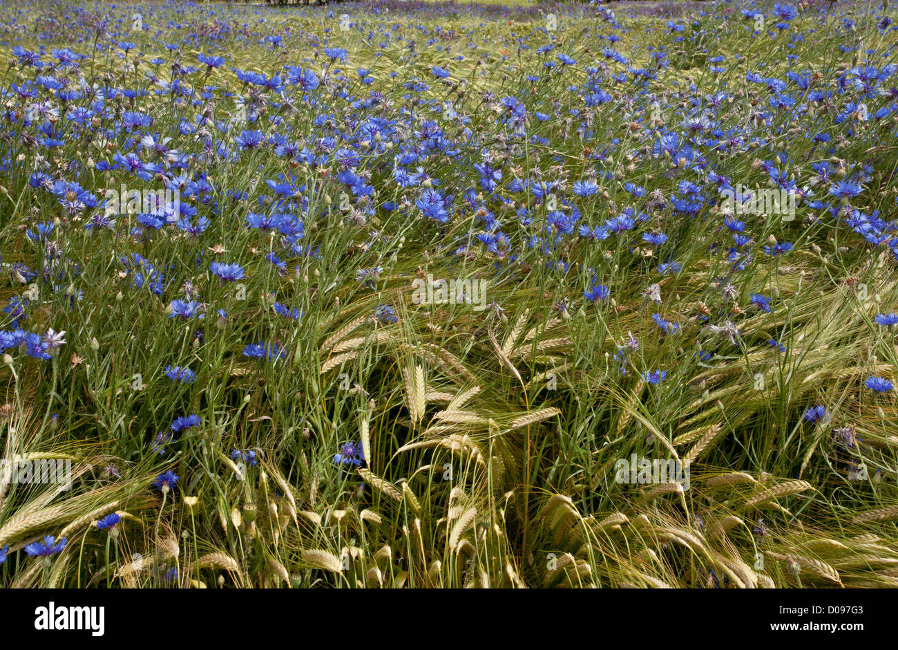 Wheat field full of arable weeds, especially Cornflowers (Centaurea ...