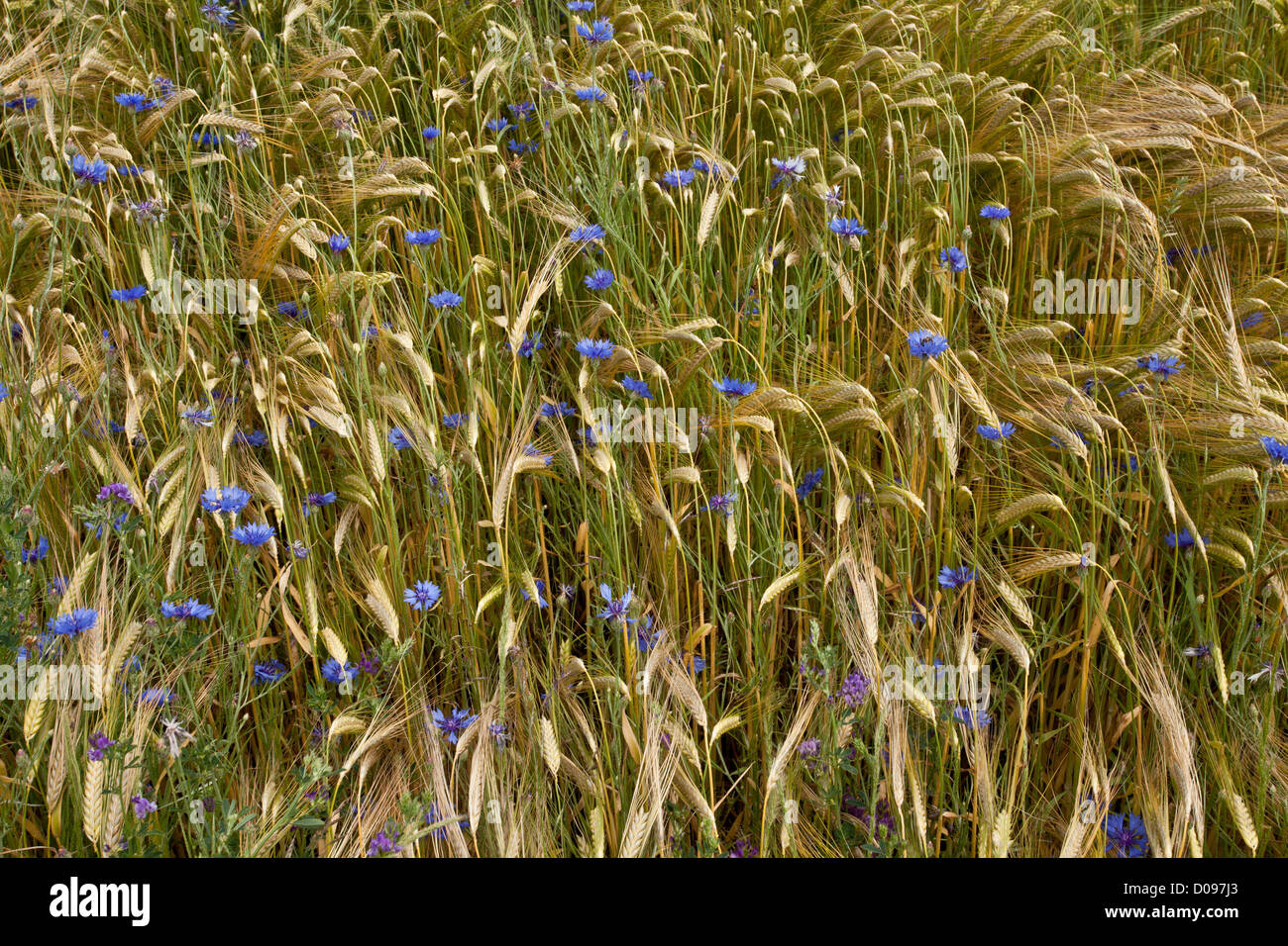 Wheat field full arable weeds hi-res stock photography and images - Alamy
