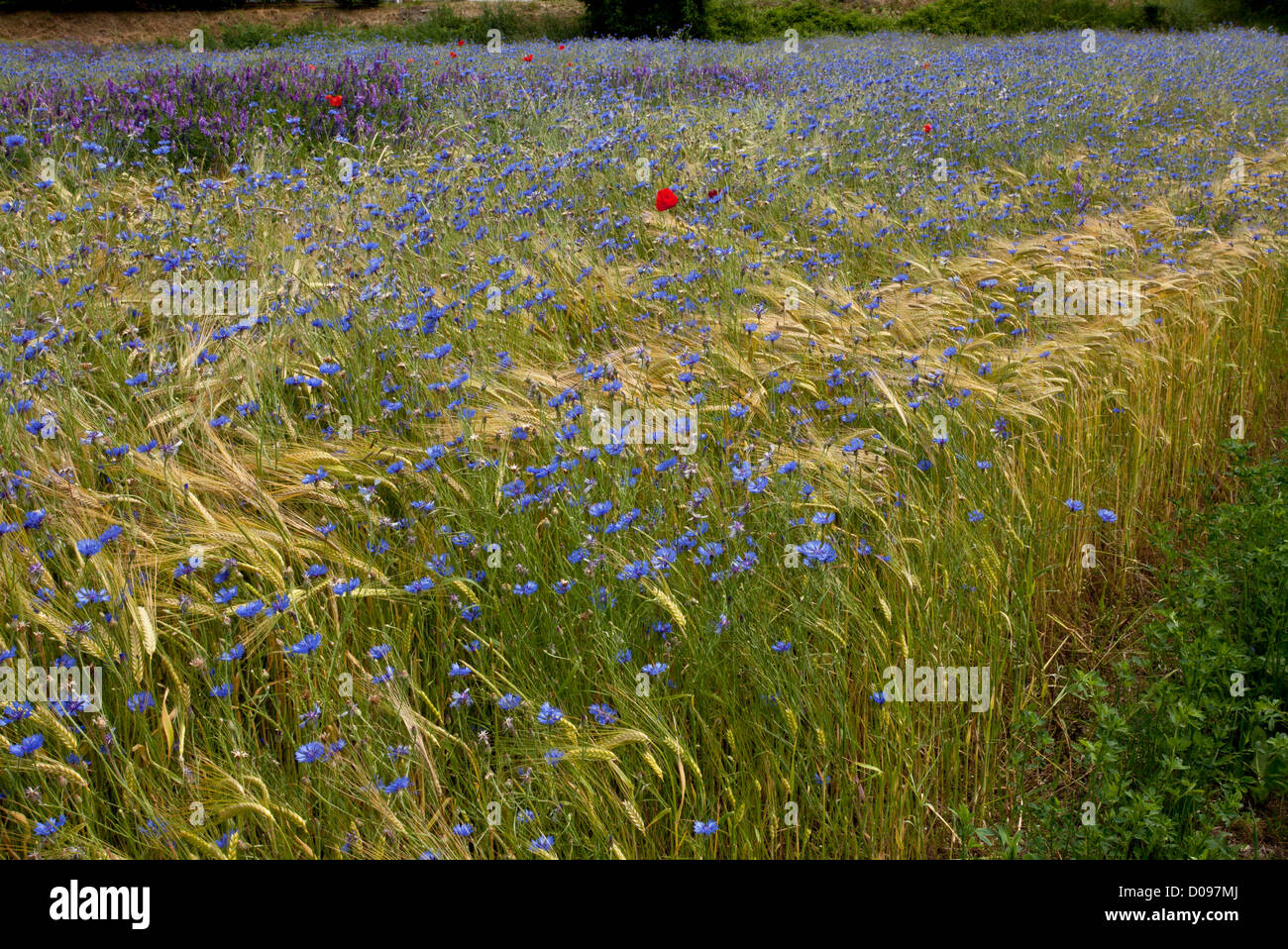 Wheat field full of arable weeds, especially Cornflowers (Centaurea ...
