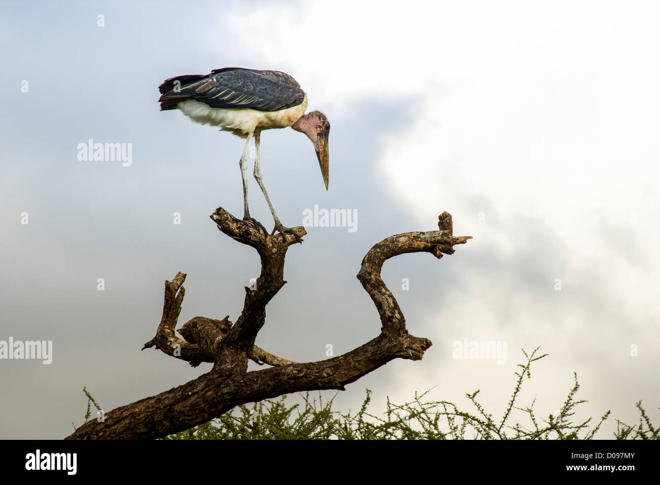 National bird of tanzania hi-res stock photography and images - Alamy