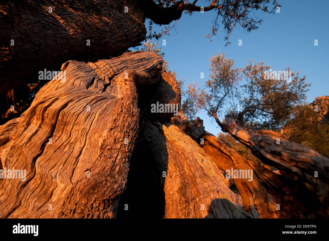 centennial olive trees from Mediterranean Mallorca island in Spain ...