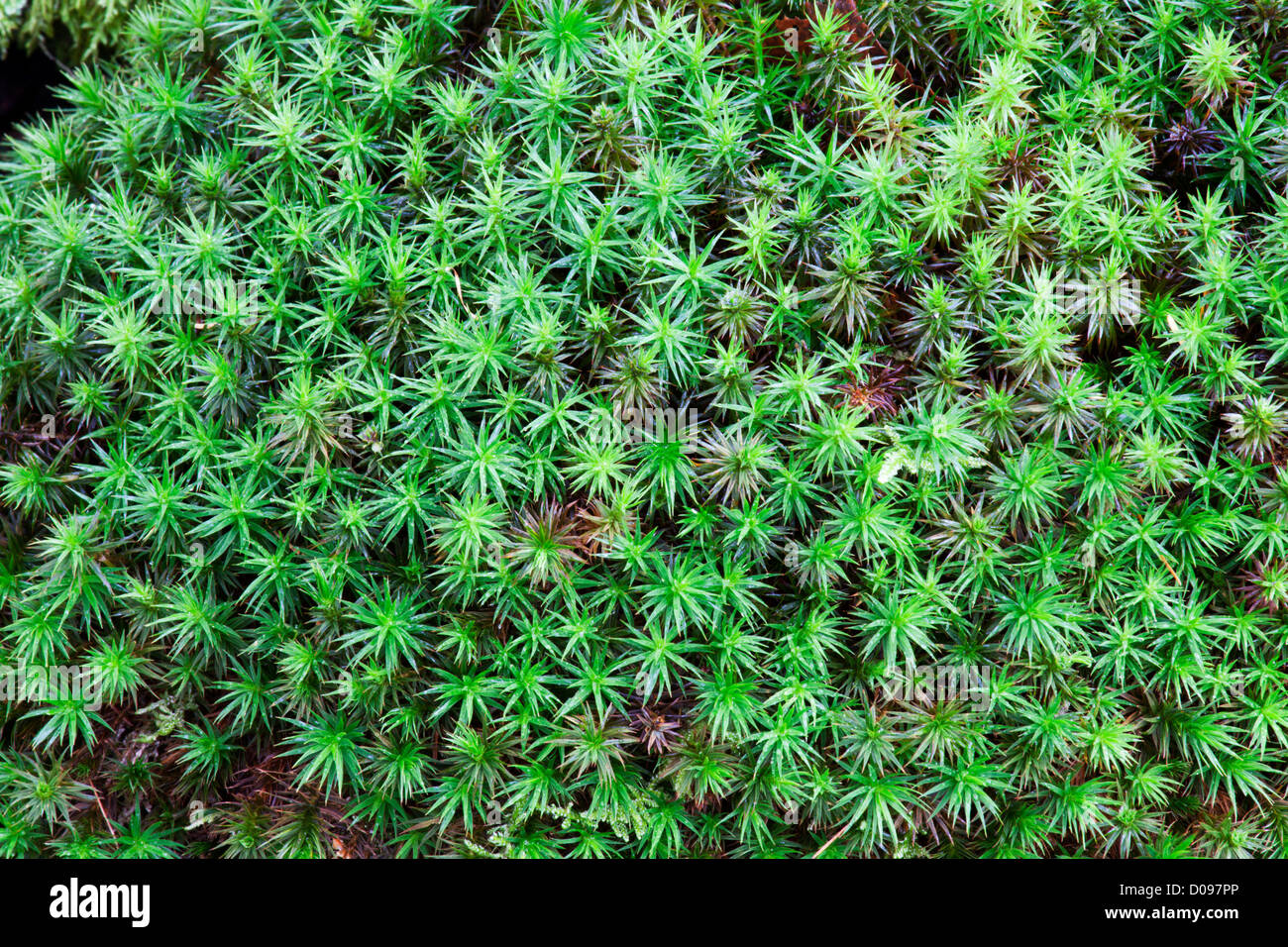 Moss on a Tree Stump in Woodland near Grange Borrowdale The Lake ...