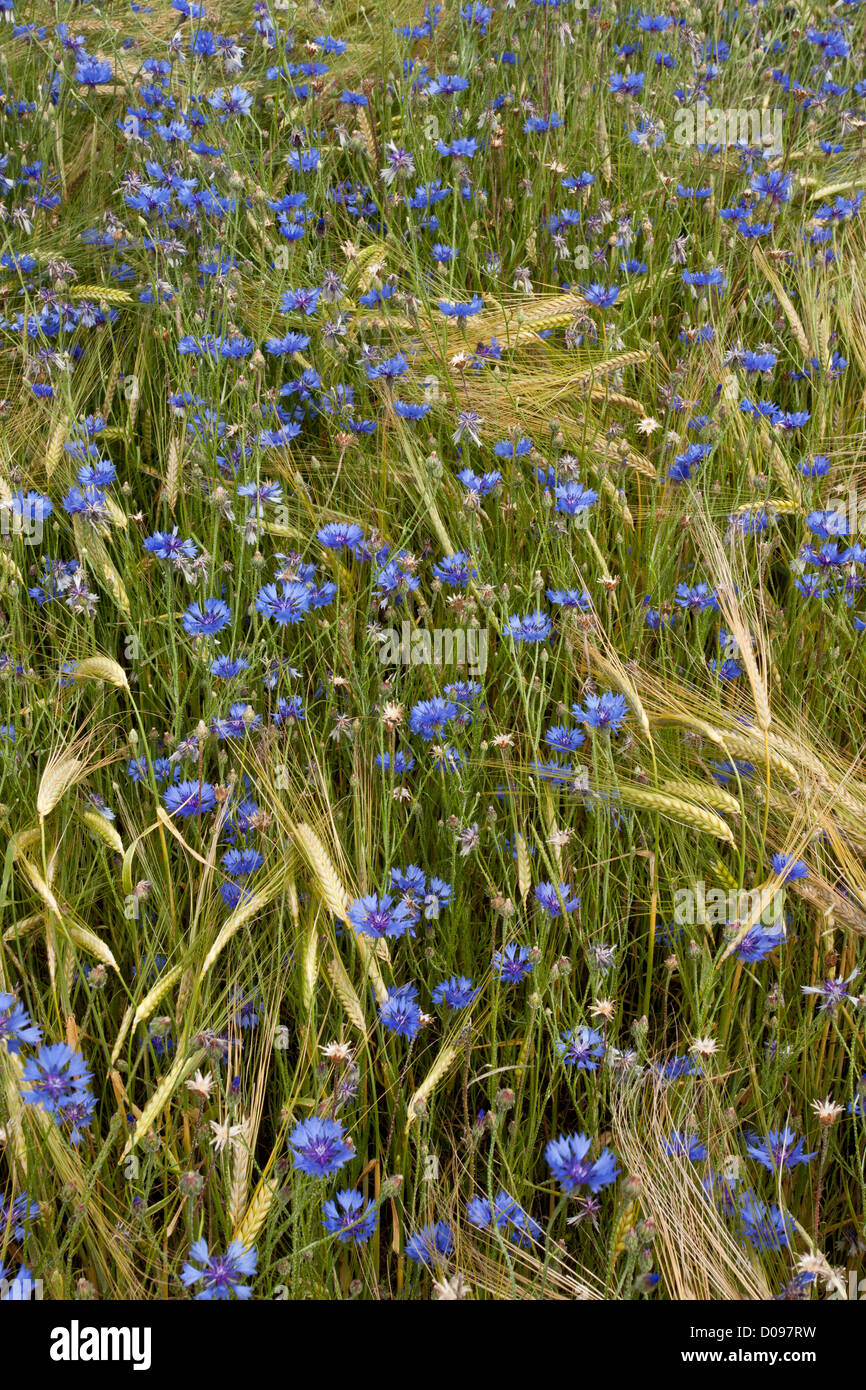Wheat field full of arable weeds, especially Cornflowers (Centaurea ...