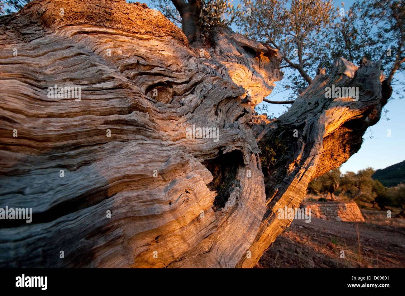 centennial olive trees from Mediterranean Mallorca island in Spain ...