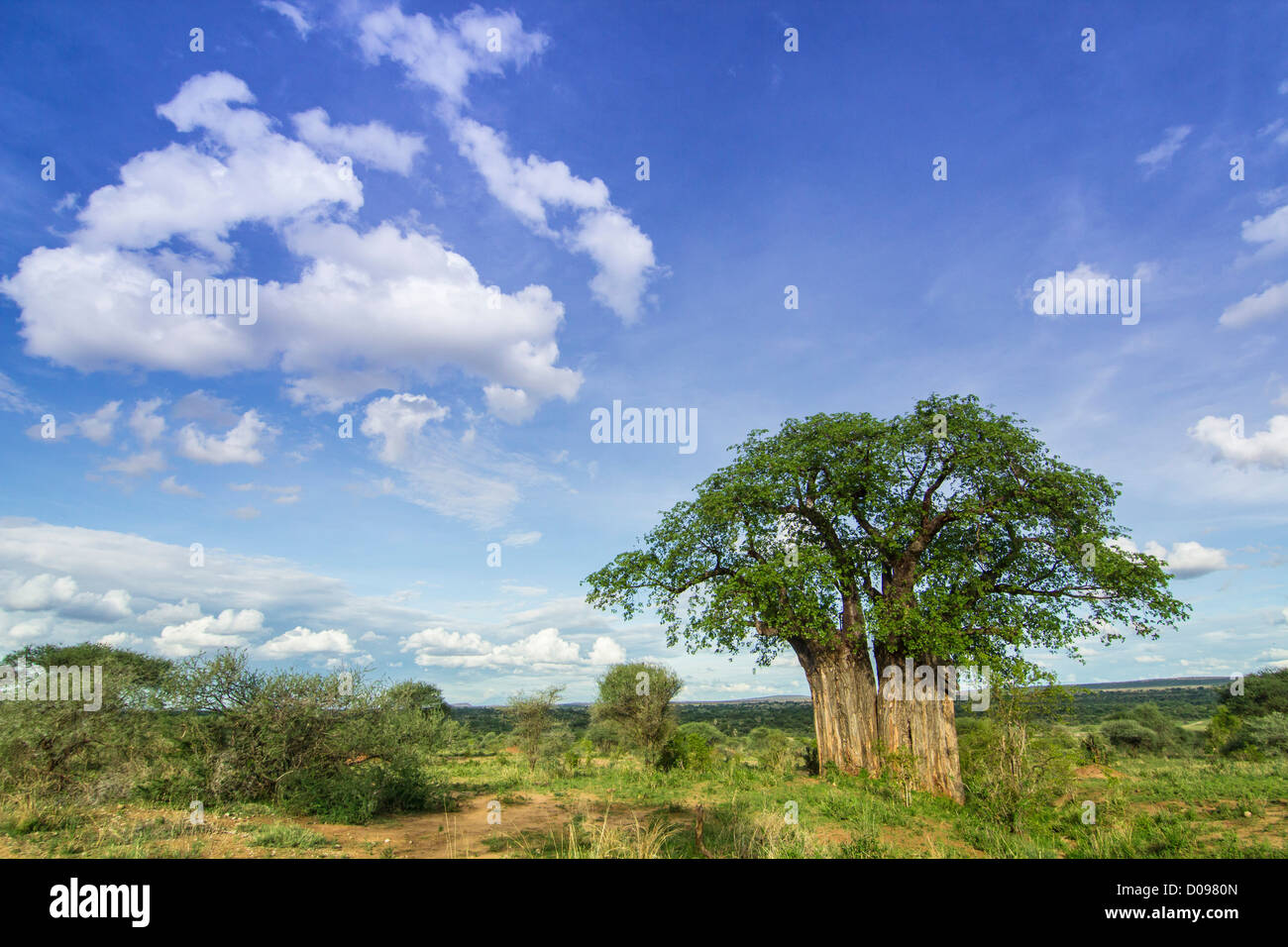 Tarangire National Park. Tanzania Africa Stock Photo - Alamy