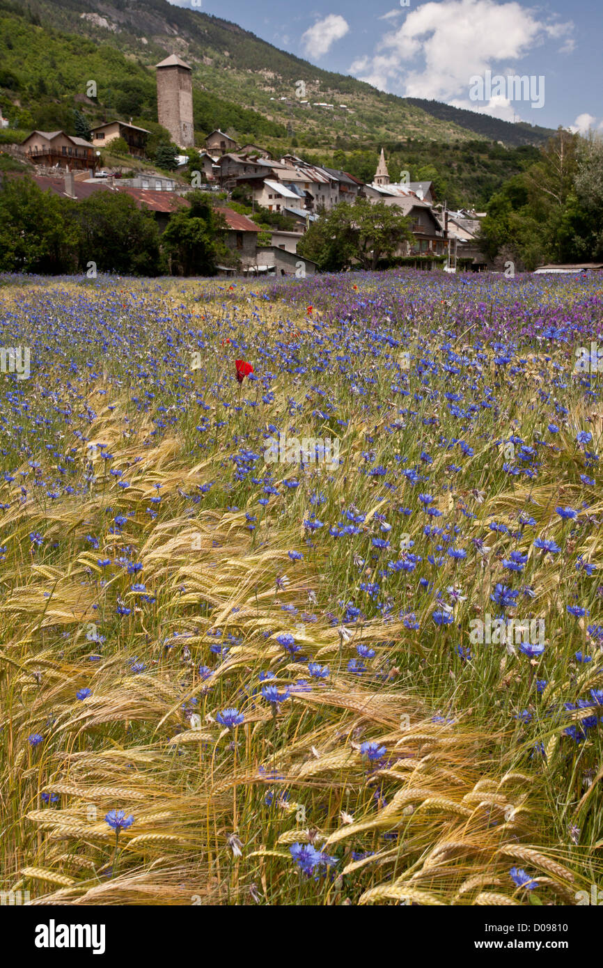 Wheat field full of arable weeds, especially Cornflowers and vetches ...