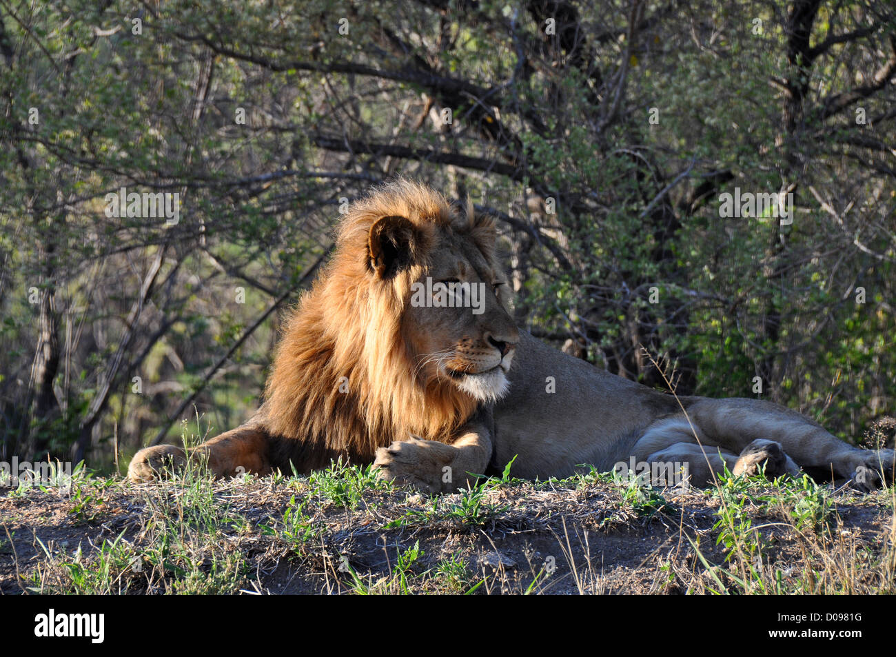 Lion showing his power Stock Photo - Alamy