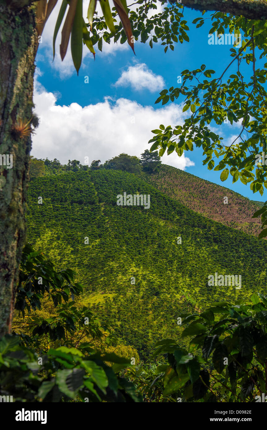 Coffee tree south america hi-res stock photography and images - Alamy