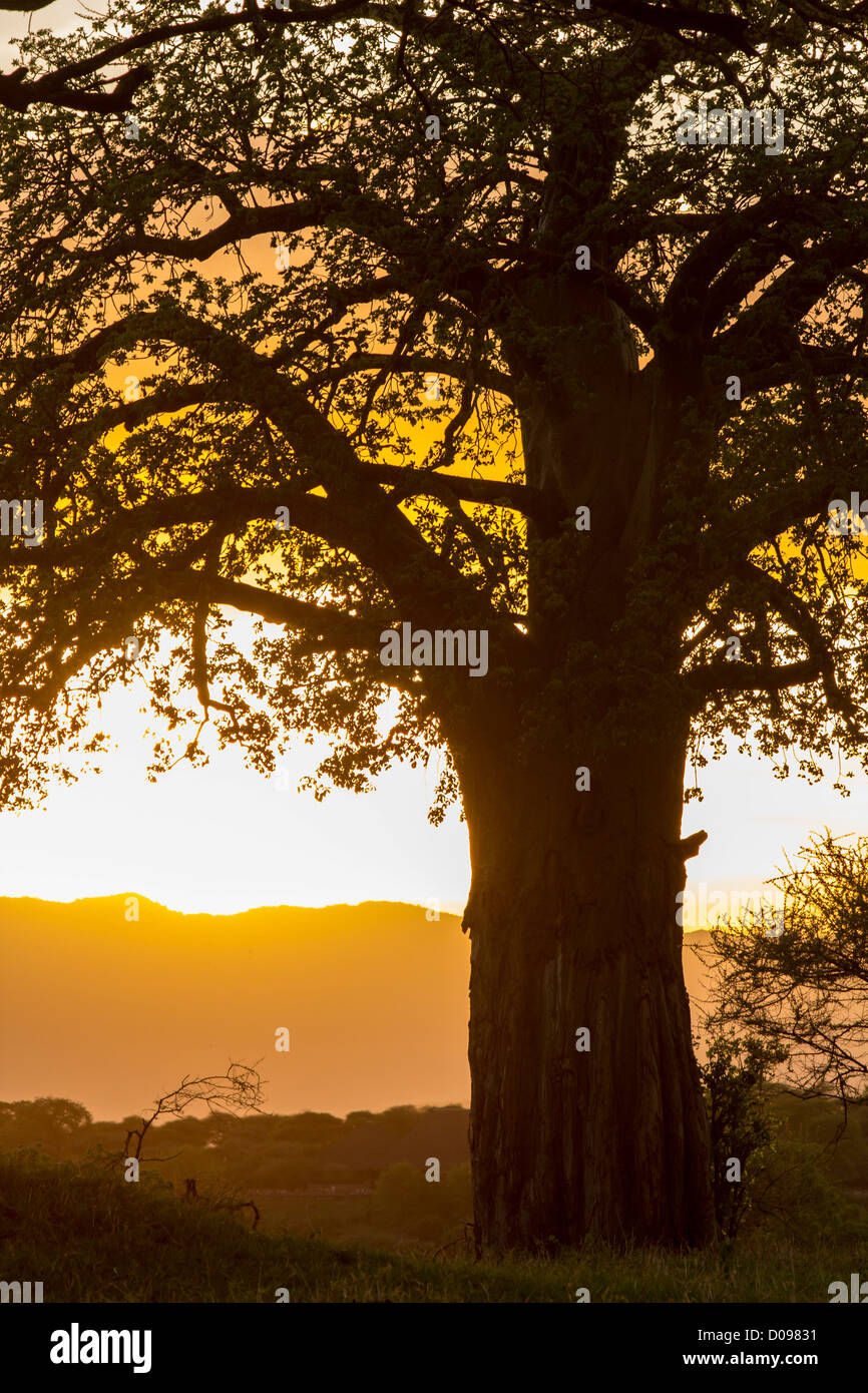 Baobab tree Tarangire National Park. Tanzania Africa Stock Photo - Alamy