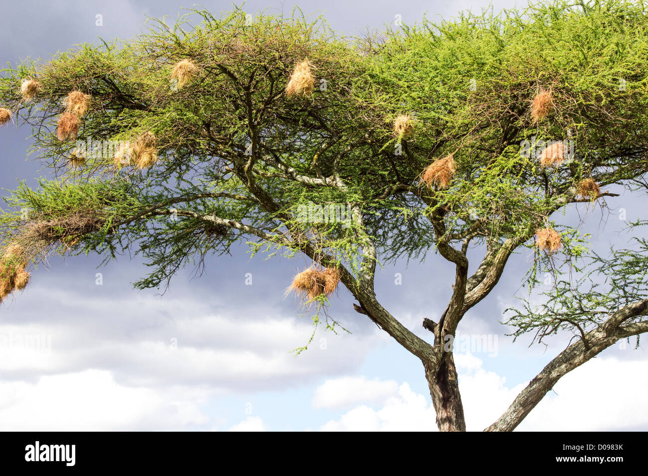 Acacia tree Tarangire National Park. Tanzania Africa Stock Photo - Alamy