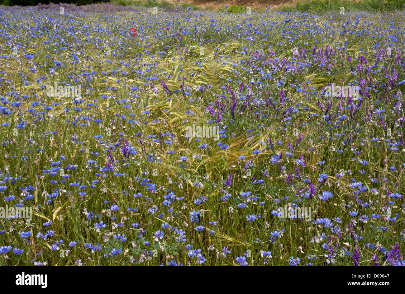 Wheat field full of arable weeds, especially Cornflowers and vetches ...