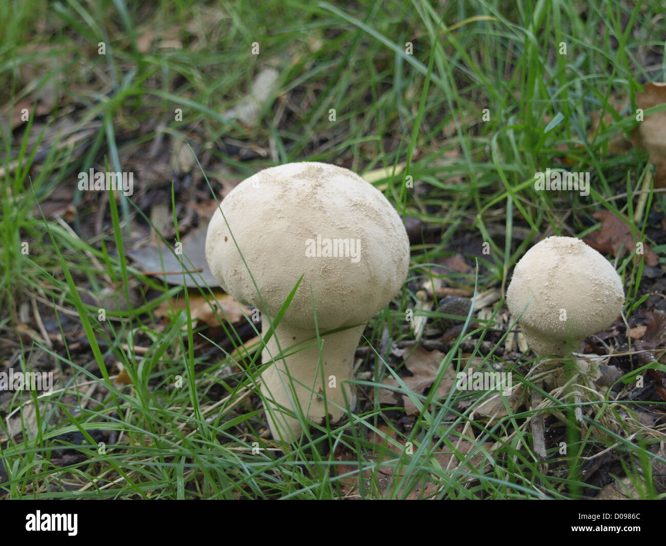 pestle puffball / Lycoperdon excipuliforme / Beutel-Stäubling Stock ...