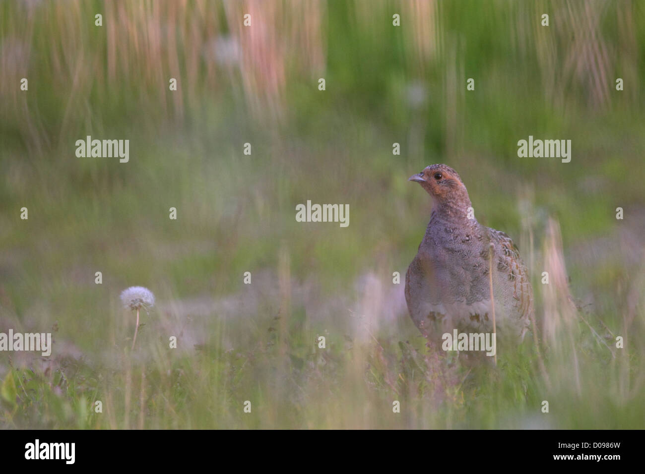 Female partridge hi-res stock photography and images - Alamy