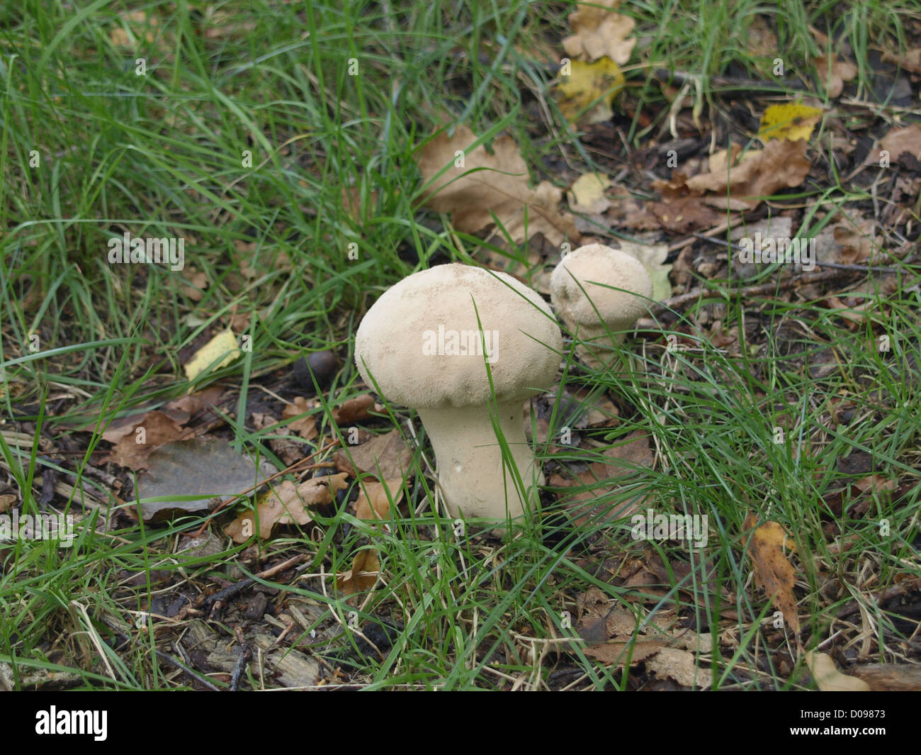pestle puffball / Lycoperdon excipuliforme / Beutel-Stäubling Stock ...
