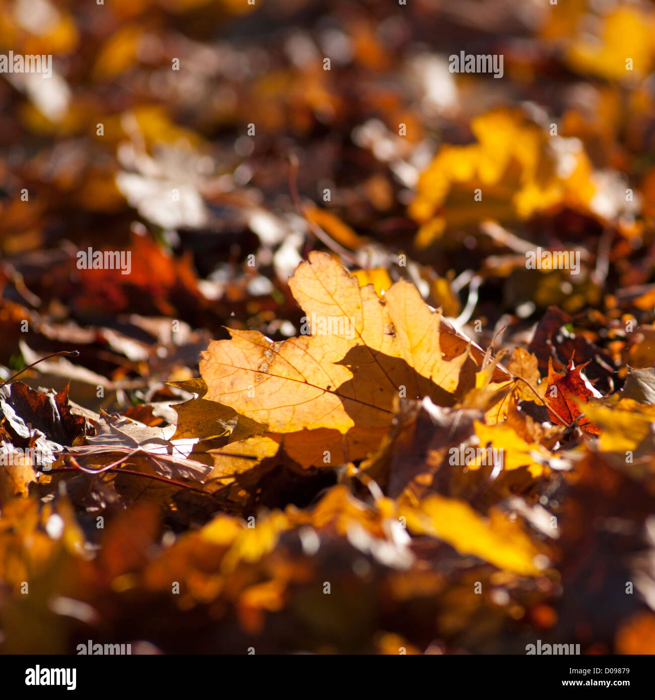 Autumn leaves close up Stock Photo - Alamy