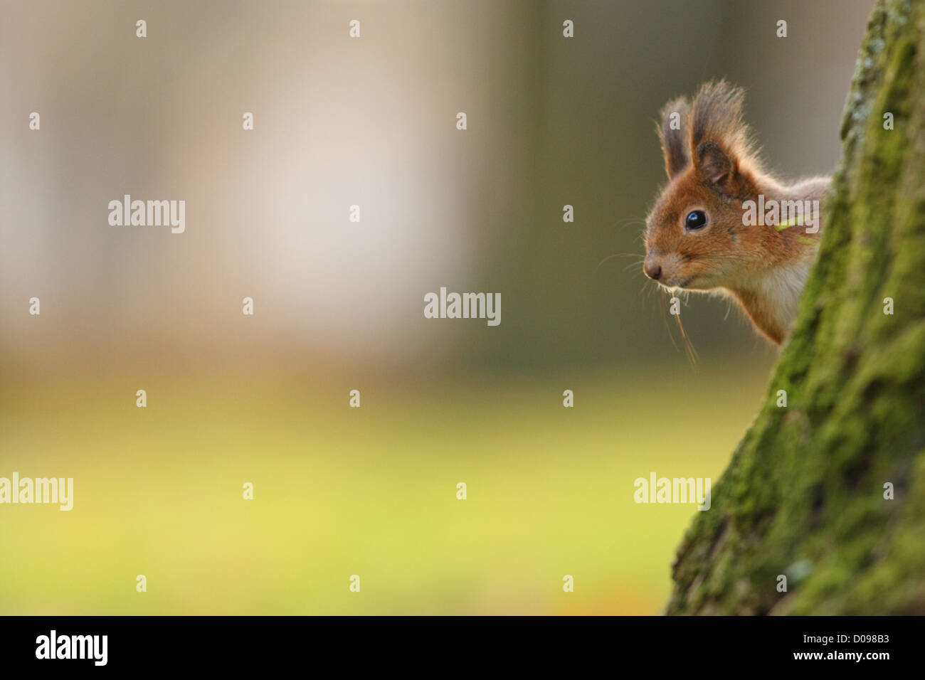 Wild Red squirrel (Sciurus vulgaris) peeking Stock Photo - Alamy