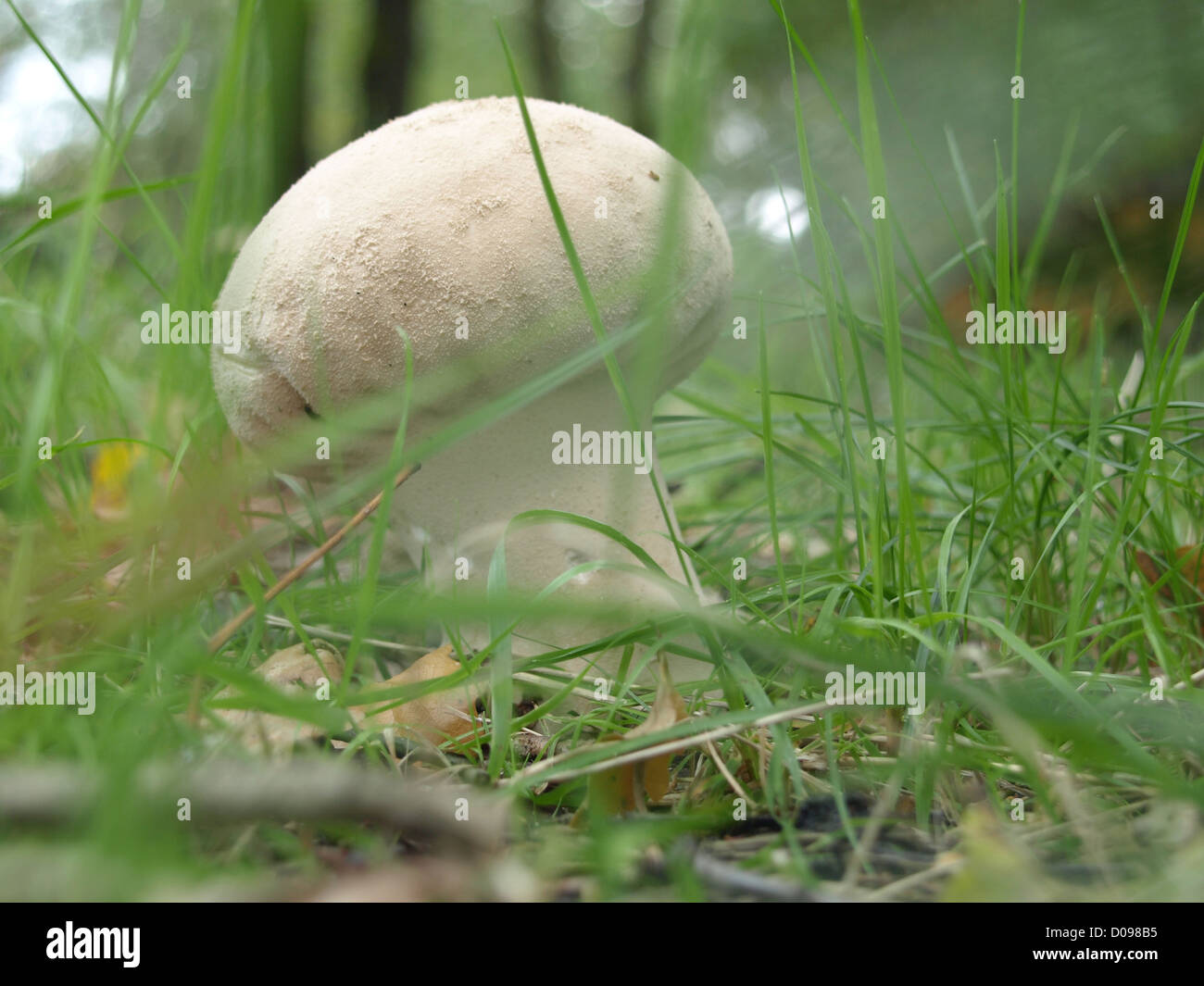 Pestle puffball hi-res stock photography and images - Alamy