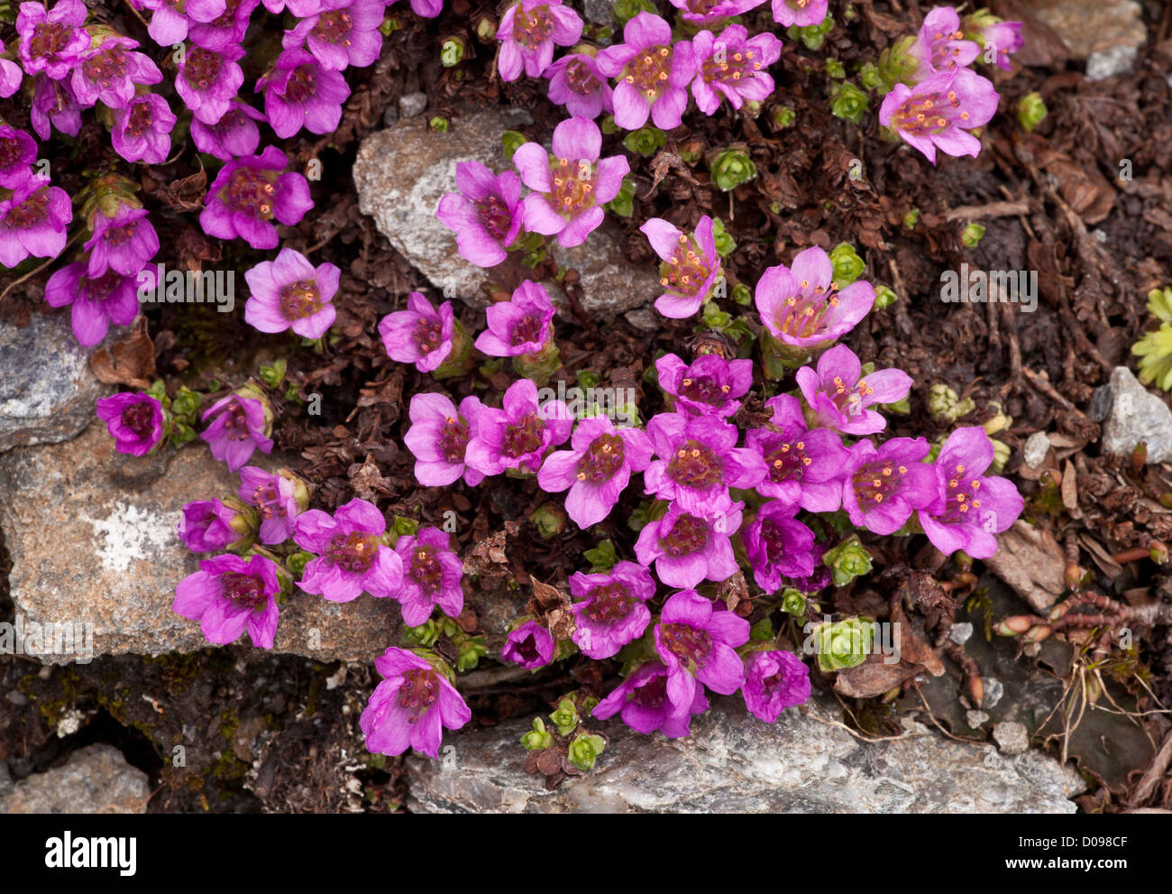 Creeping Saxifrage High Resolution Stock Photography and Images - Alamy