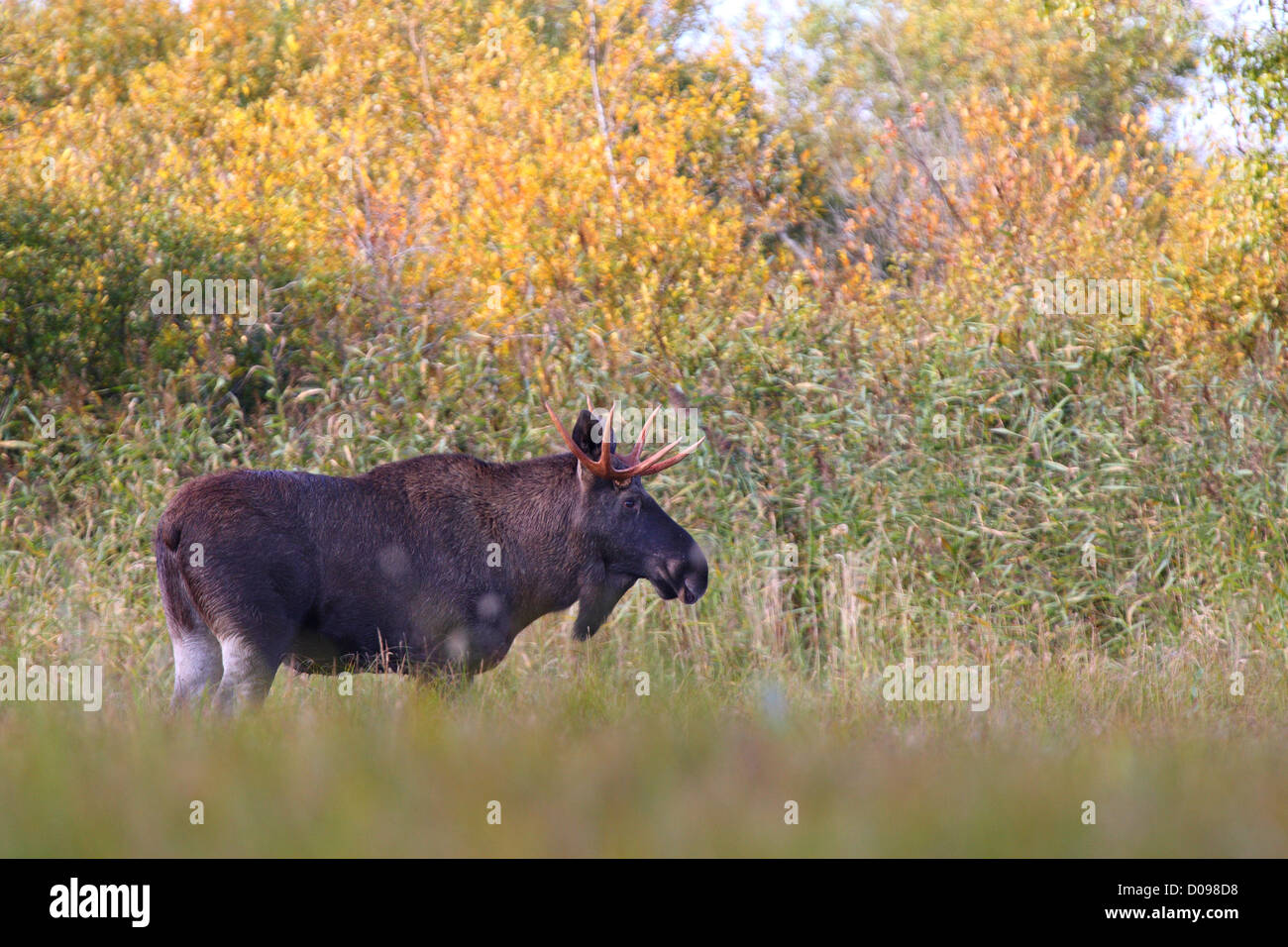Bull Elk (Alces alces) in early morning. Europe Stock Photo - Alamy