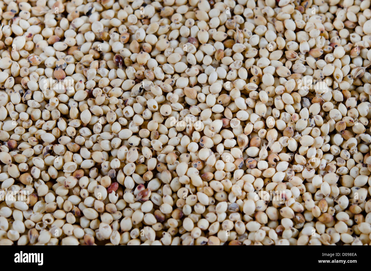 millet grains background Stock Photo - Alamy