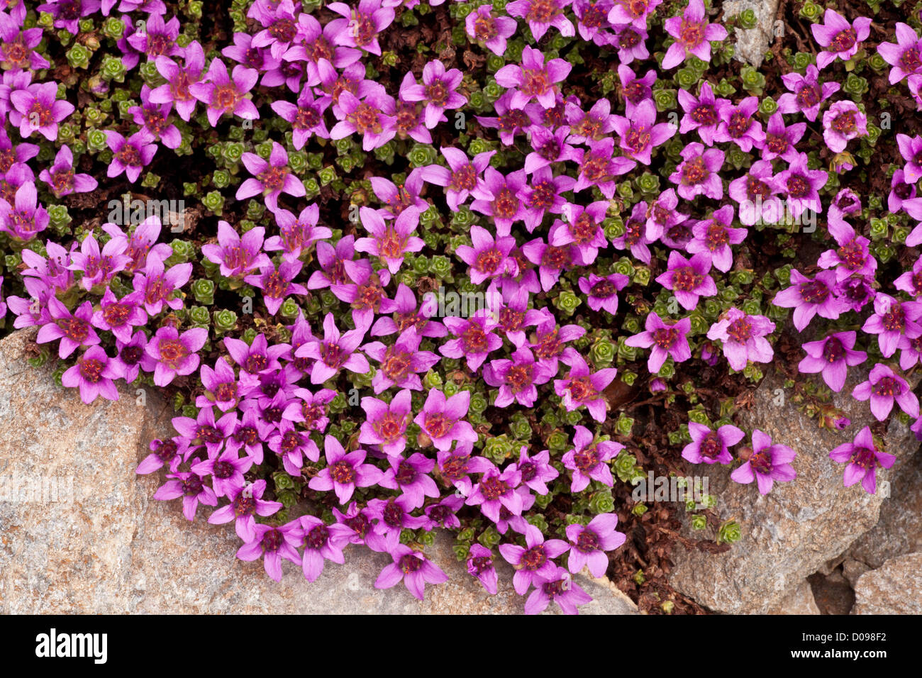 Creeping saxifrage hi-res stock photography and images - Alamy
