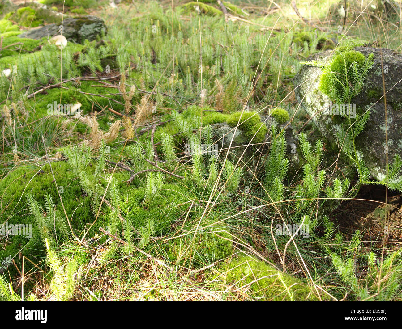 stiff clubmoss / Lycopodium annotinum / Sprossender Bärlapp Stock Photo ...
