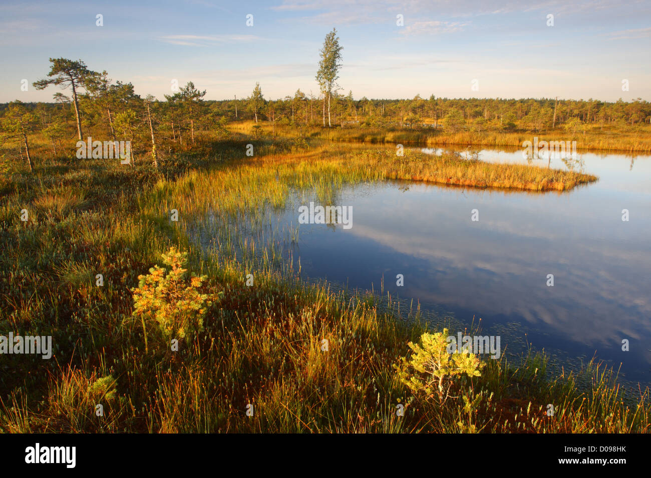 Bog pool in Männikjärve Bog, Endla Nature Reserve, Estonia Stock Photo ...