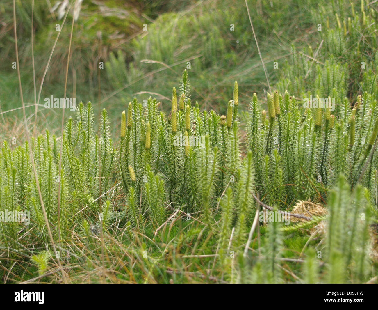 stiff clubmoss / Lycopodium annotinum / Sprossender Bärlapp Stock Photo ...