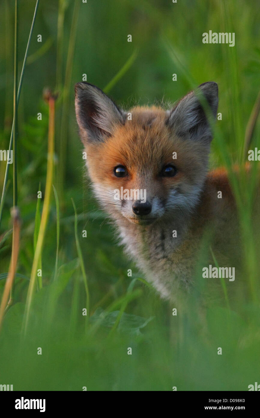 Mammal fox kit hi-res stock photography and images - Alamy