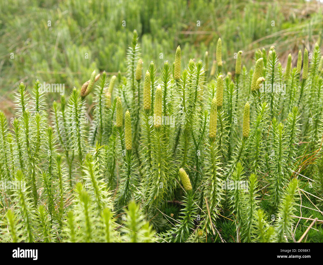 Sporophylls hi-res stock photography and images - Alamy