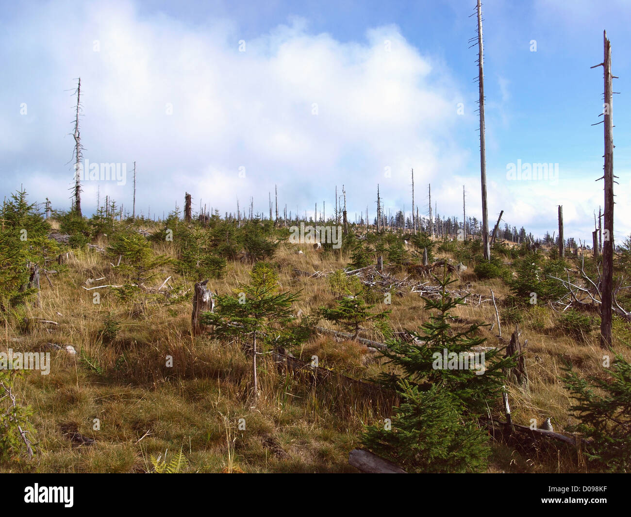 natural wood regeneration after forest decline in Bavarian Forest ...