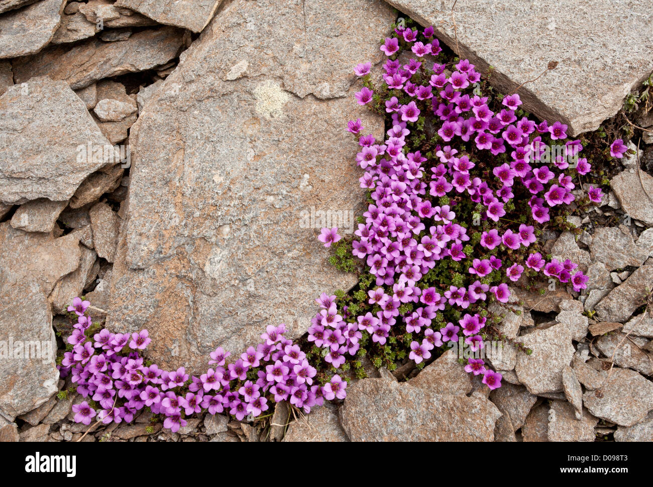 Alpine saxifrage hi-res stock photography and images - Alamy
