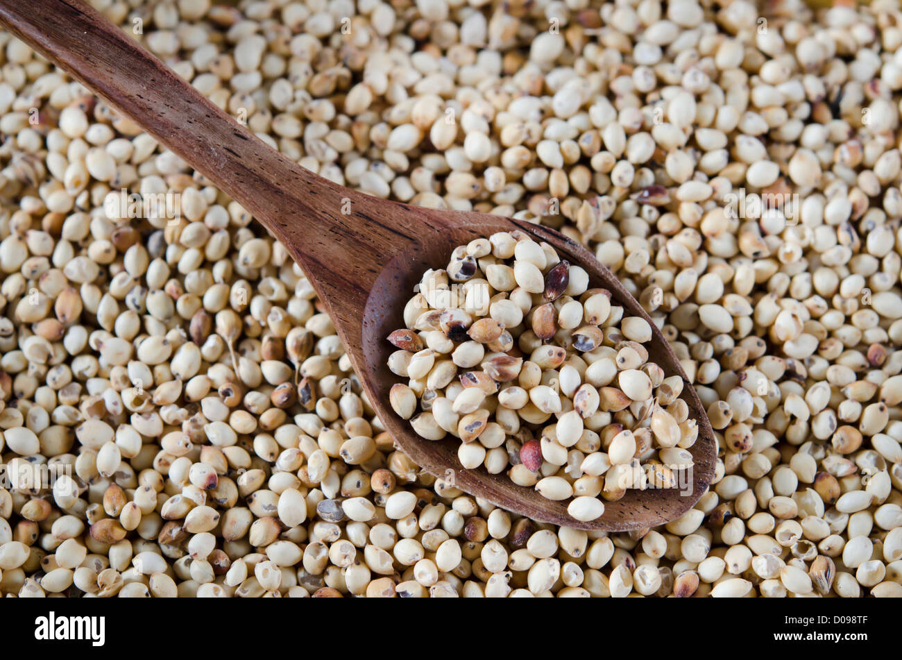 millet grains with spoon and millet grains background Stock Photo - Alamy