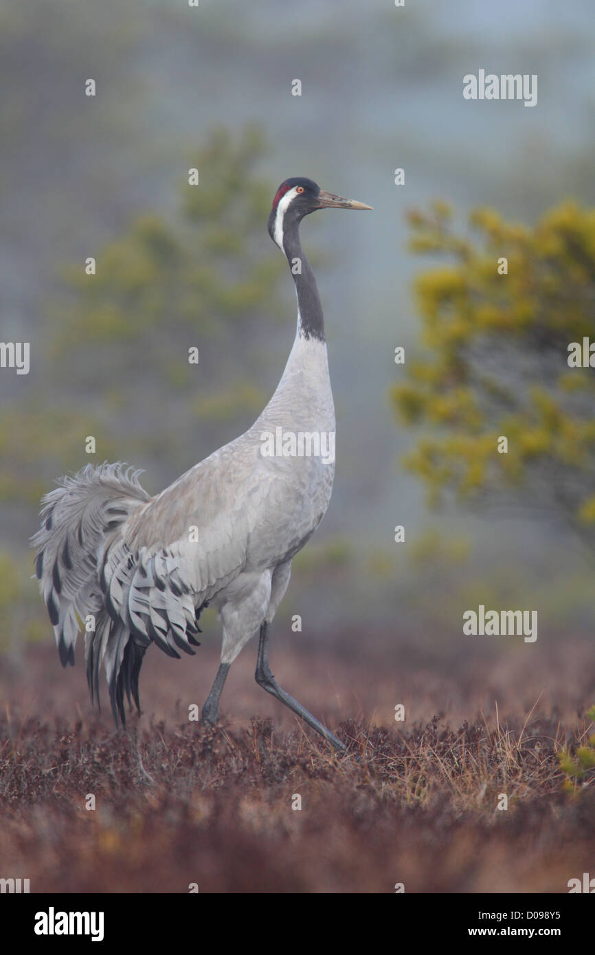 Common Crane (Grus grus) in bog. Europe Stock Photo - Alamy