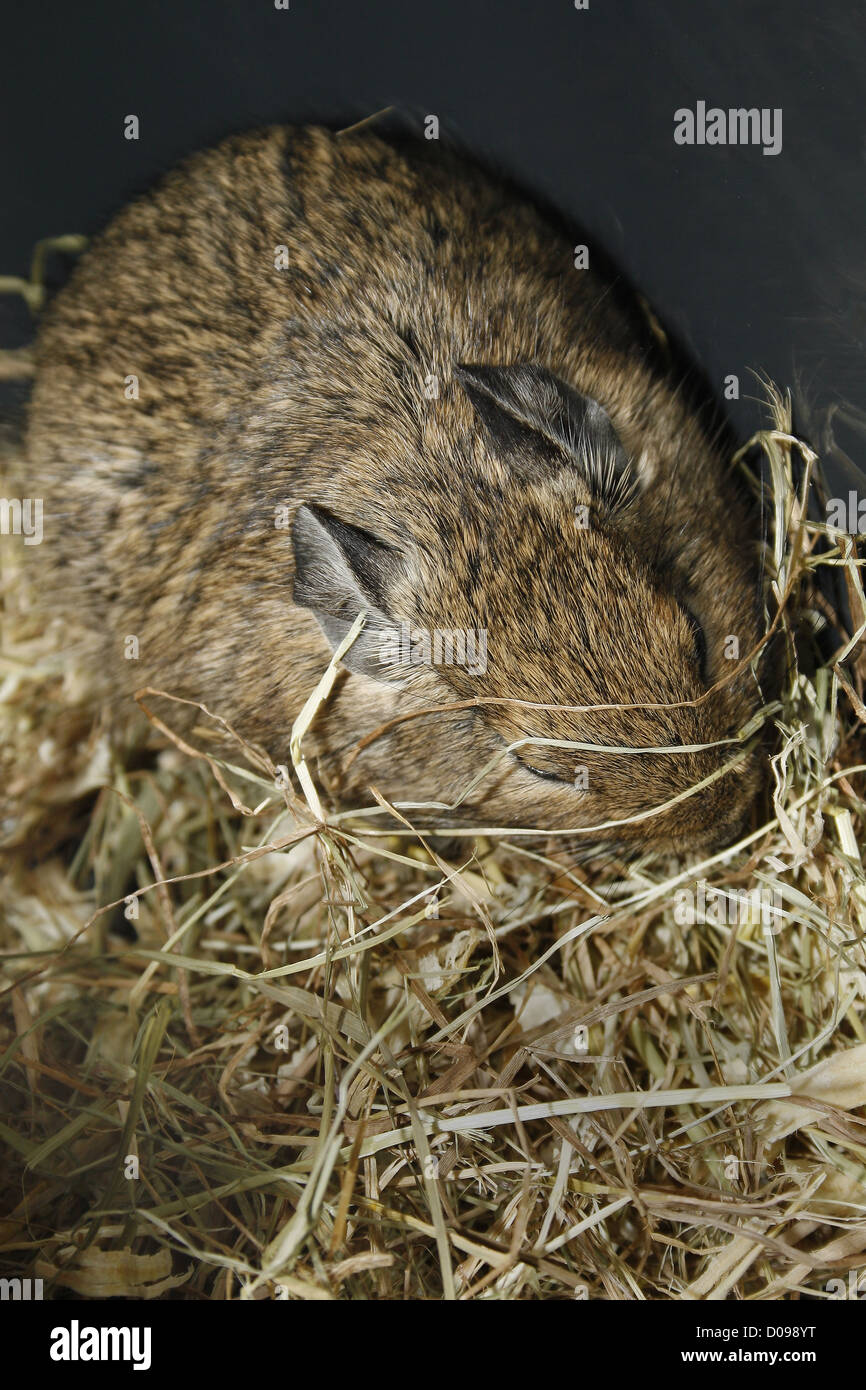 degu asleep in nest of straw Octodon Degus Stock Photo - Alamy