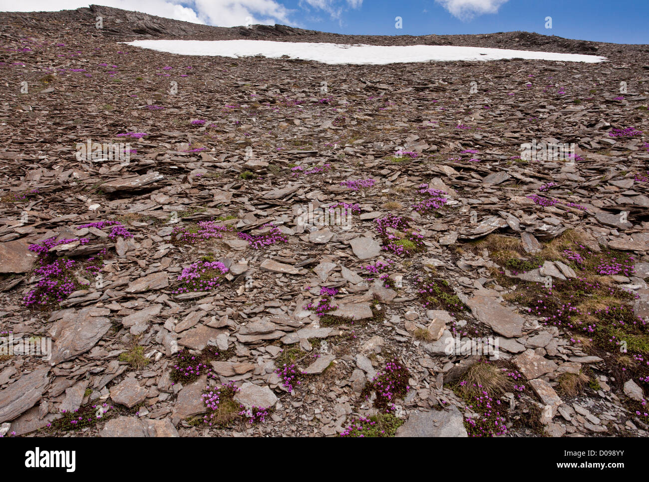 Blue saxifrage hi-res stock photography and images - Alamy