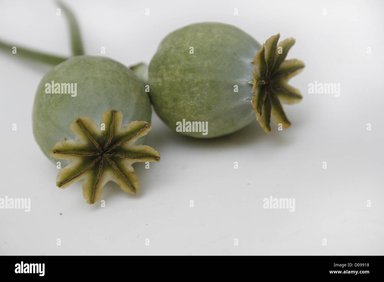 poppy seed heads on white background Papaver rhoeas Stock Photo - Alamy