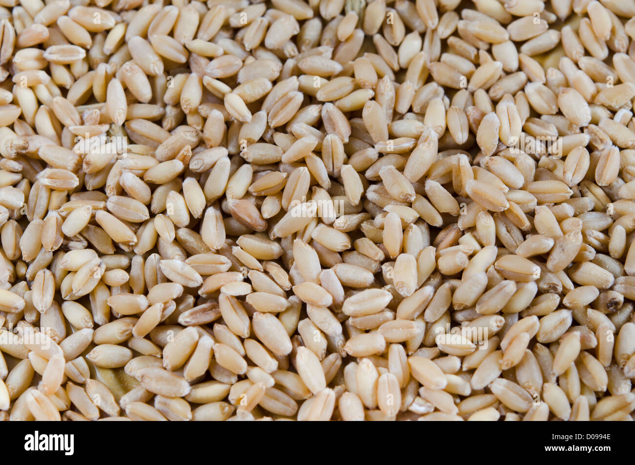 Grains of wheat , wheat background full frame Stock Photo - Alamy