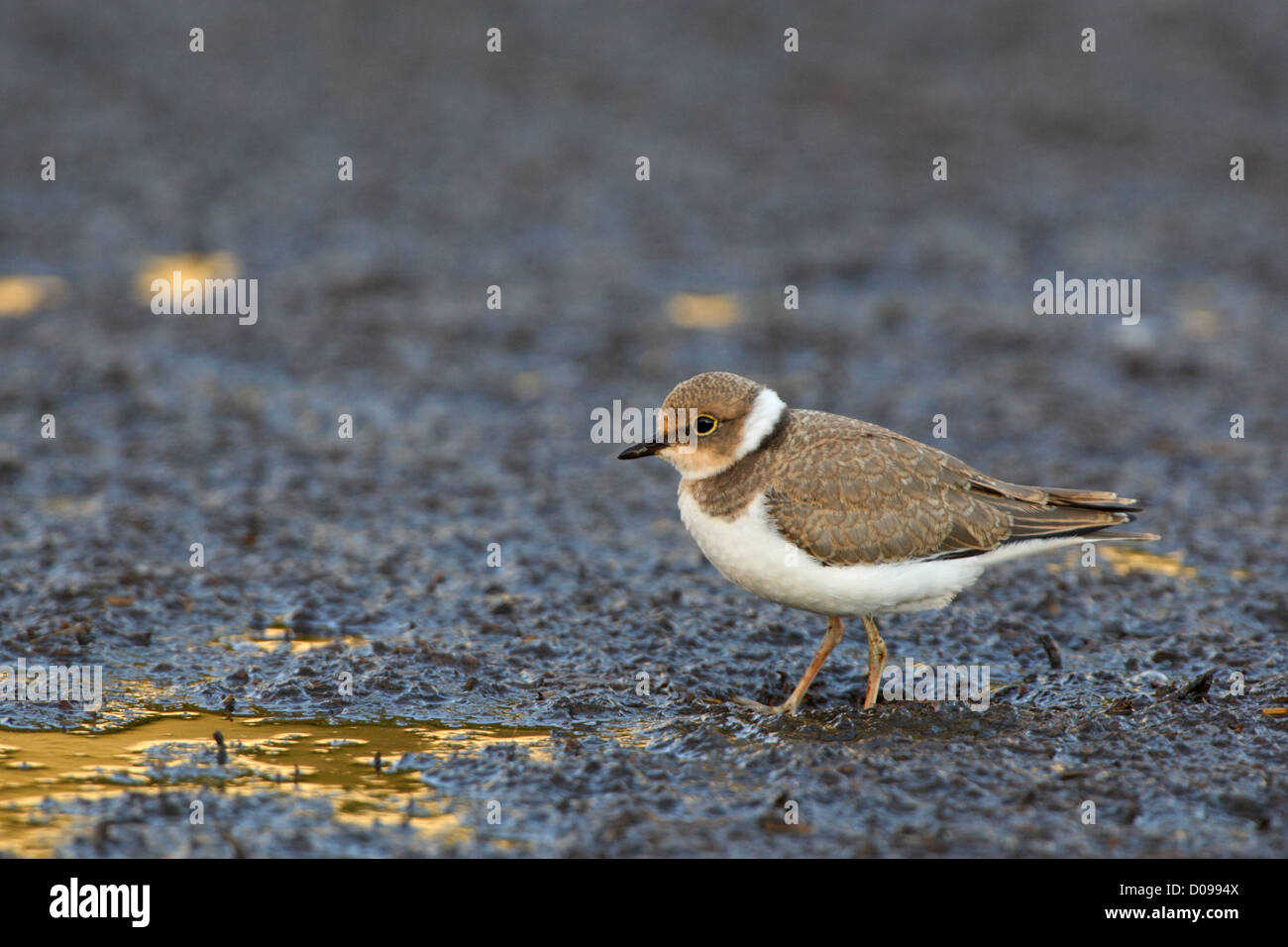 Juveline Little Ringed Plover (Charadrius dubius), Europe Stock Photo ...