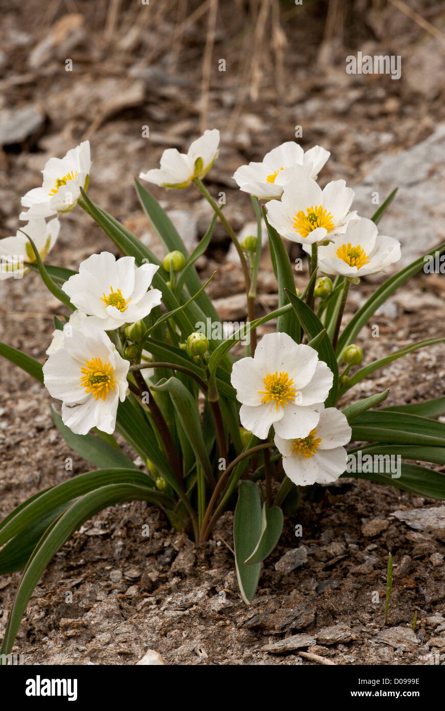 A form of pyrenean buttercup (Ranunculus keupferi) Col Agnel, French ...