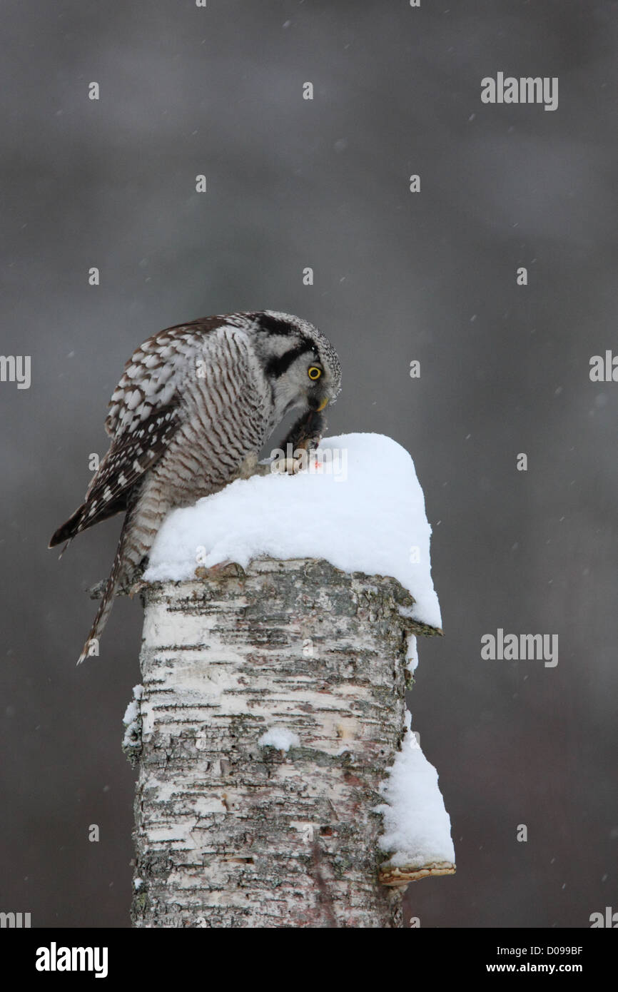 Snowy owl eating hi-res stock photography and images - Alamy