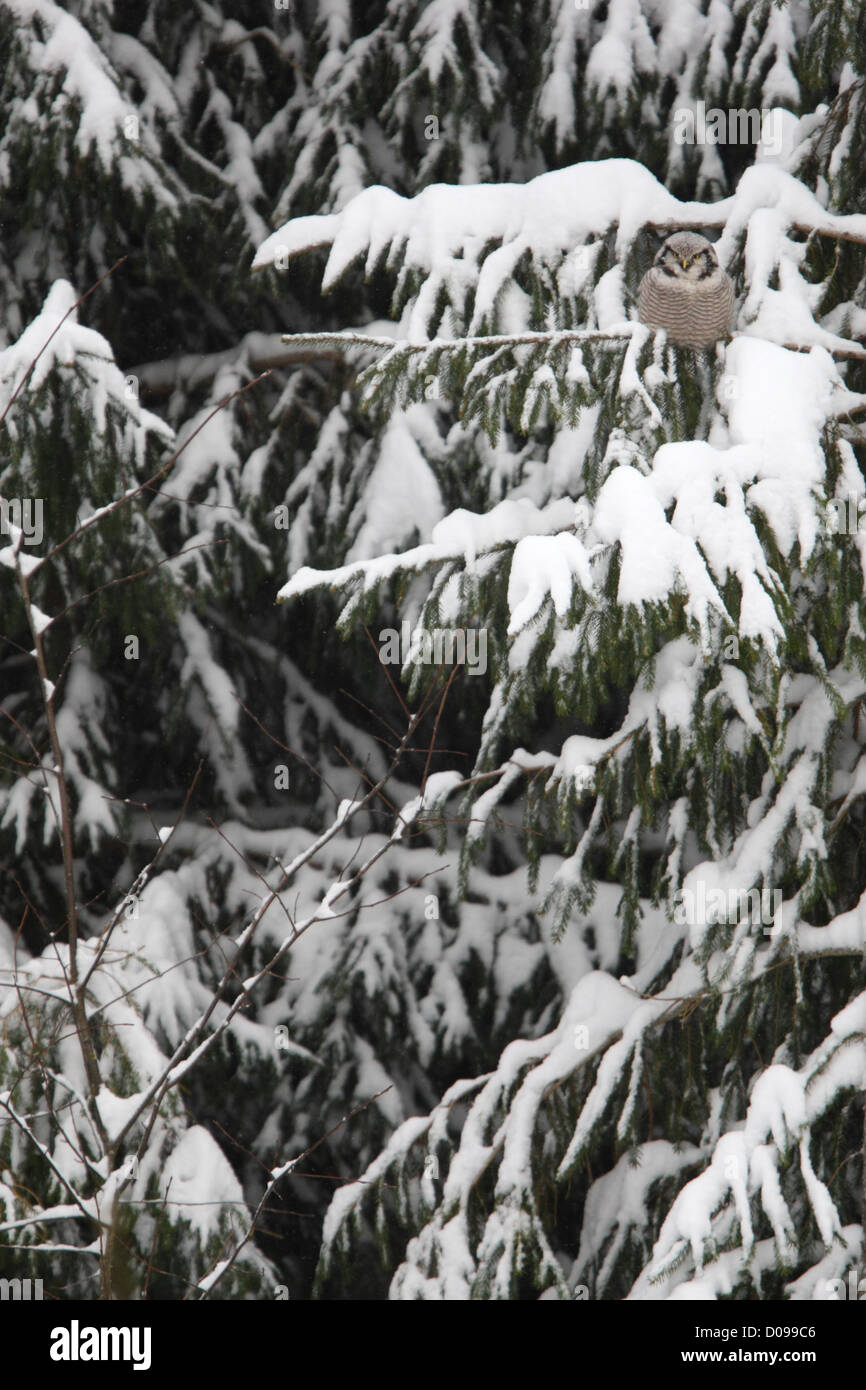 Wild Northern Hawk Owl perched on snow covered fir tree. Europe Stock ...