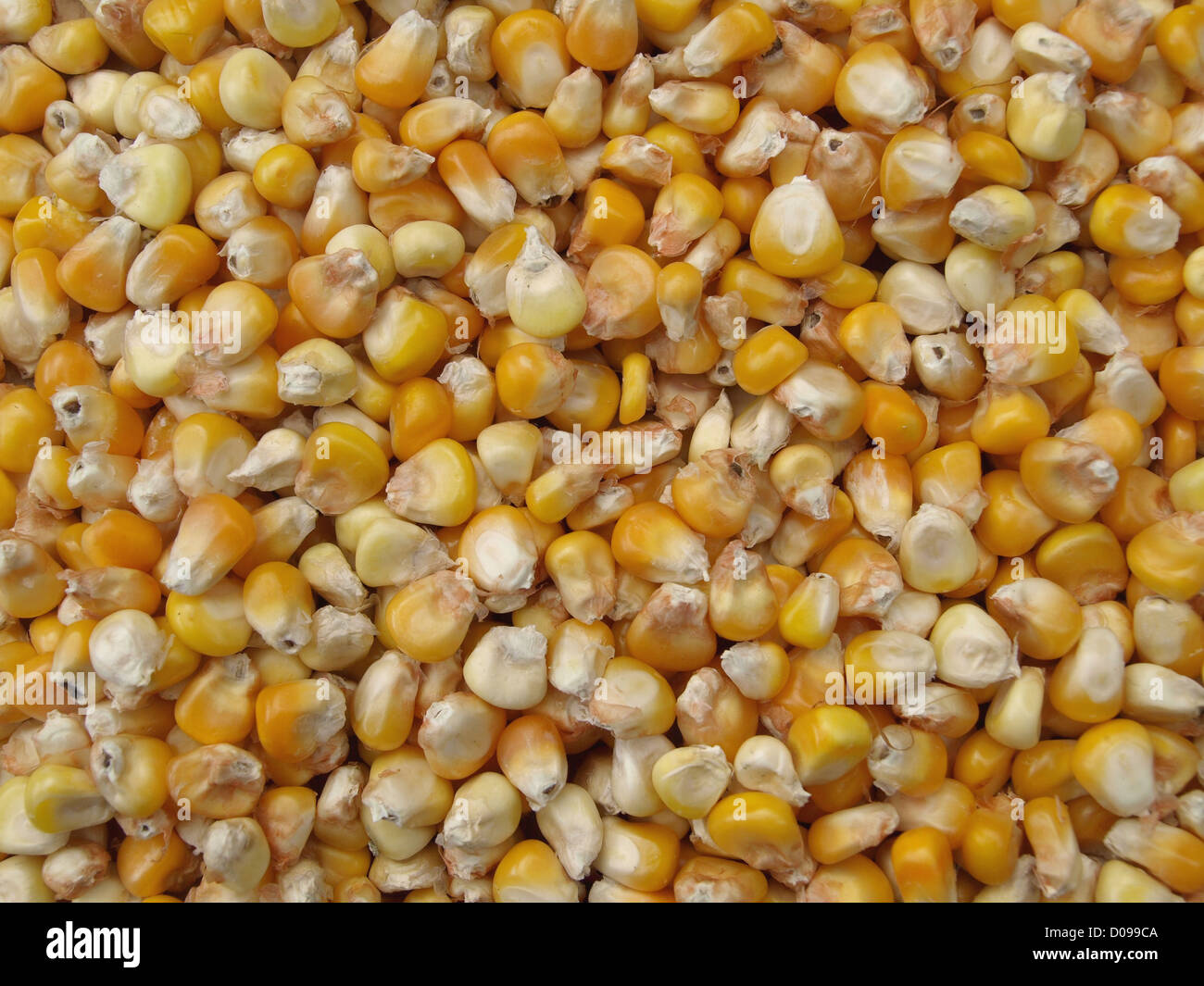 Mealie hi-res stock photography and images - Alamy