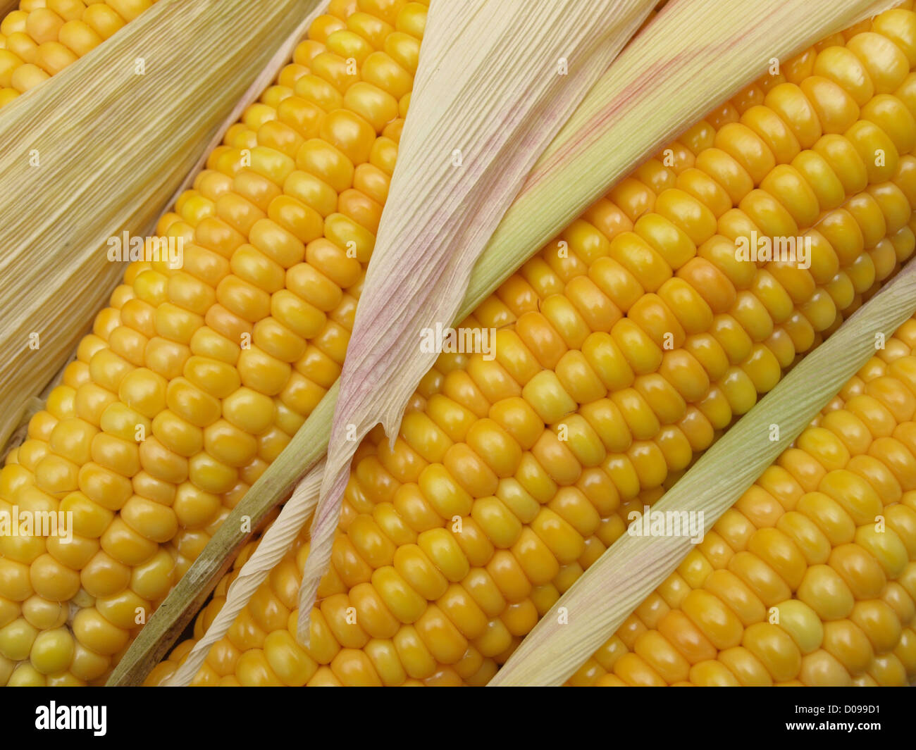 corn cobs / Maiskolben Stock Photo - Alamy