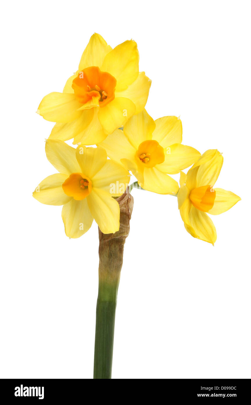 Closeup of a multi-headed daffodil flower isolated against white Stock ...
