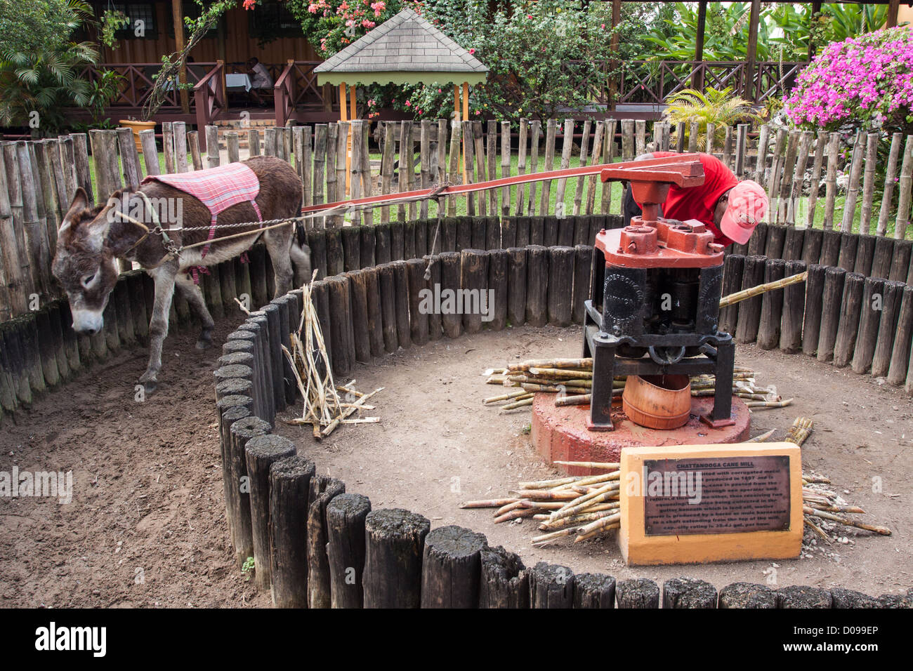 OLD SUGAR CANE MASHER USED BY THE APPLETON ESTATE RUM DISTILLERY ...