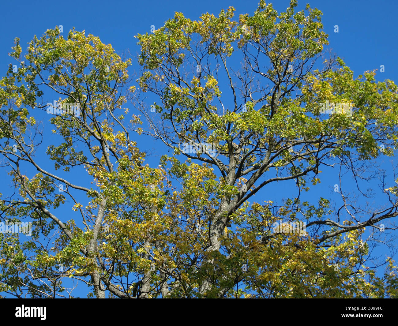 Top of a Sycamore maple tree Stock Photo - Alamy