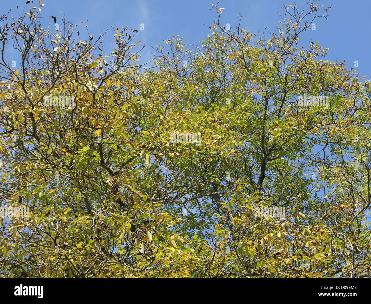 Walnut tree trees hi-res stock photography and images - Alamy