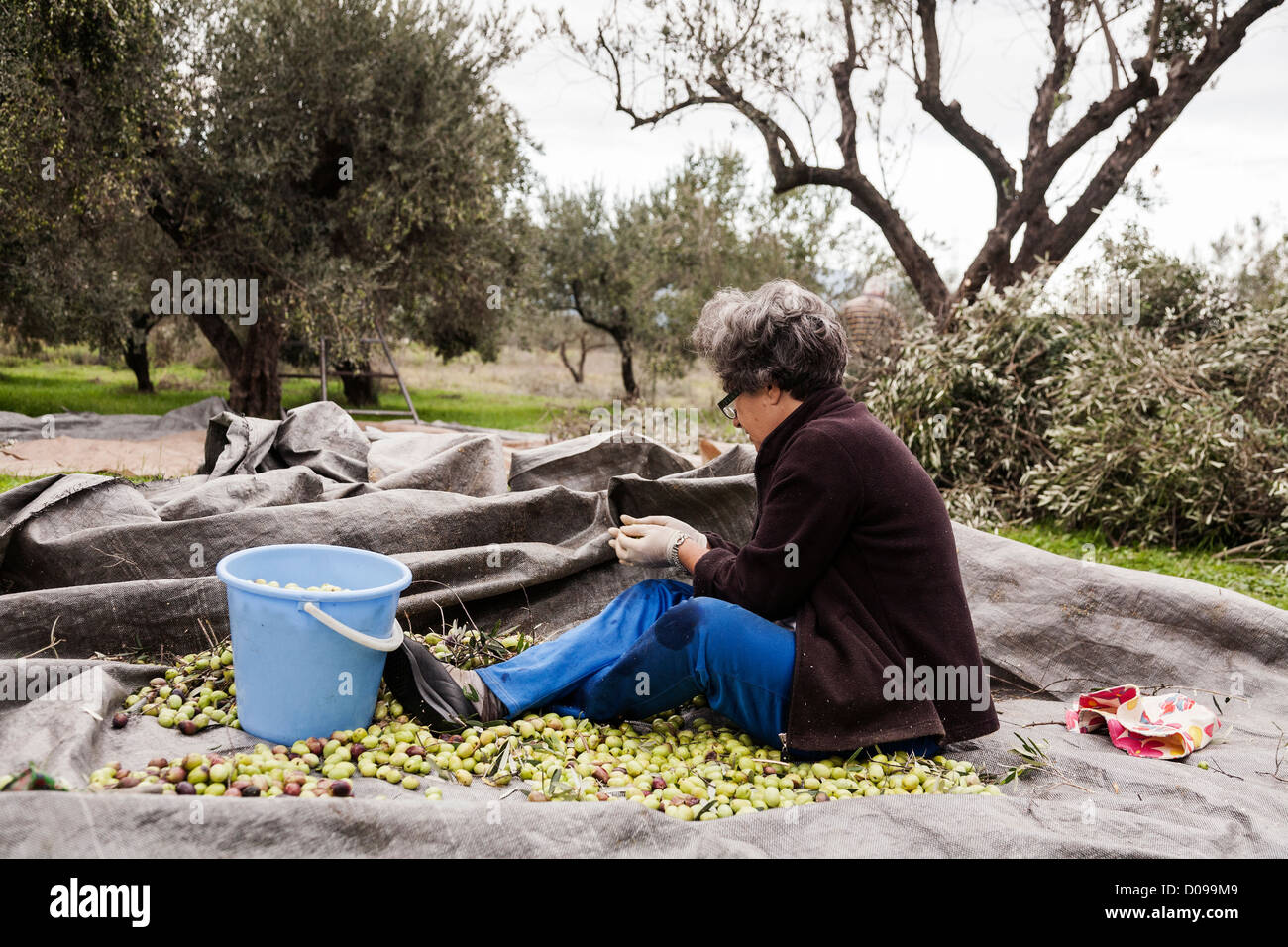 Olives picking greece hi-res stock photography and images - Alamy